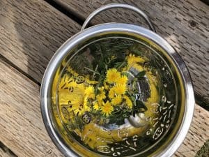 9 Best Dandelion Activities for Preschoolers and a FREE Printable ...