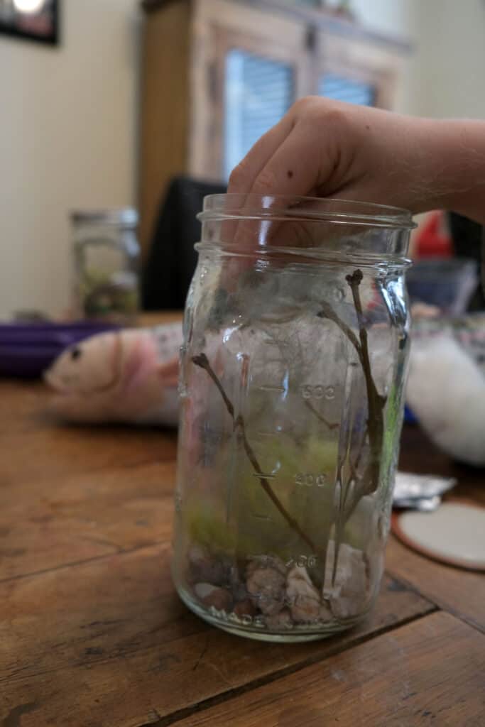 "Pond in a Jar" Pond/Lake Craft + Printable Frog Life Cycle Activity ...
