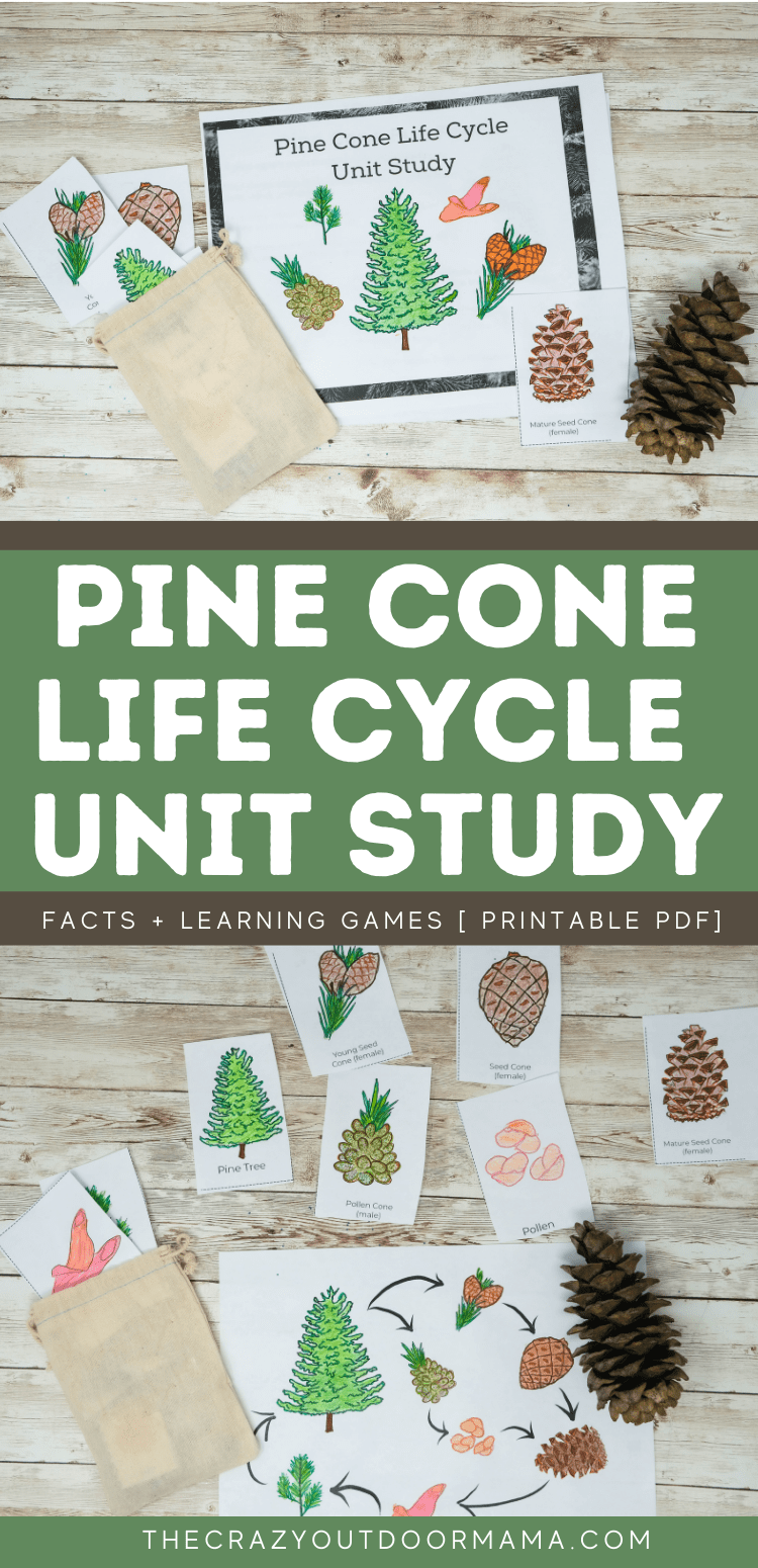 Fun + Educational Pinecone Unit Study for Kids! – The Crazy Outdoor Mama