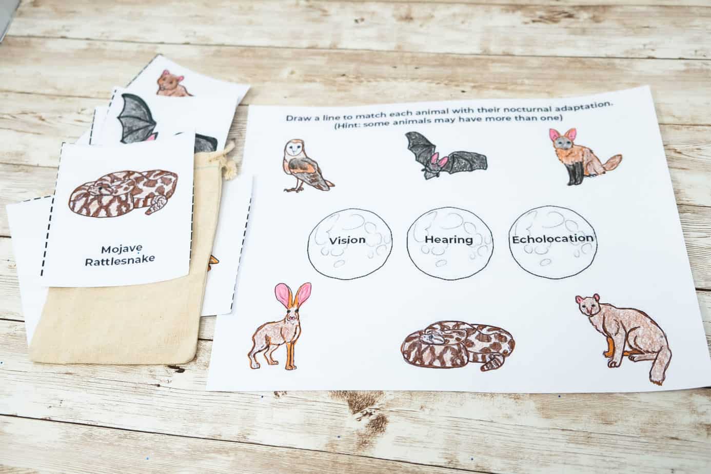 FUN Kids Nocturnal Desert Animals Unit Study [Printable PDF] – The ...