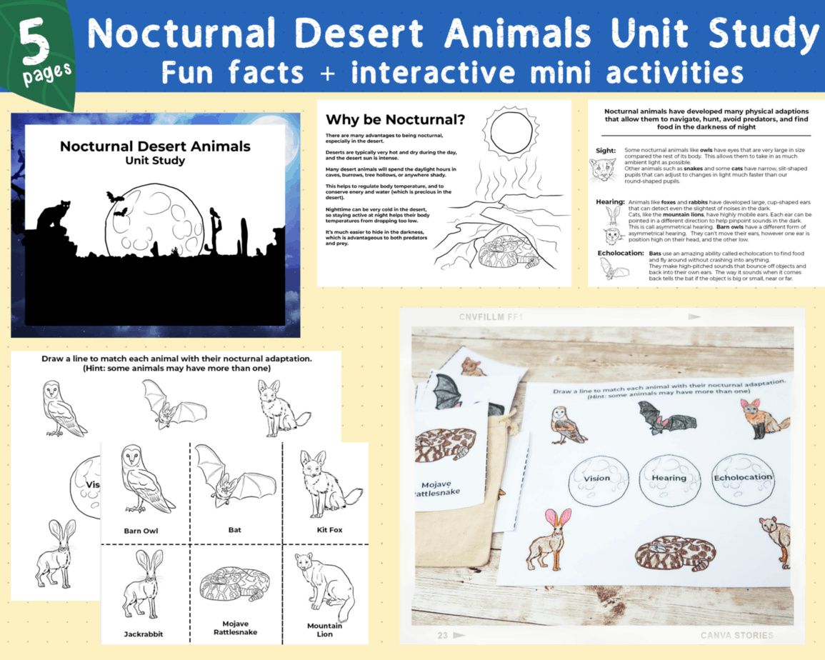 FUN Kids Nocturnal Desert Animals Unit Study [Printable PDF] – The ...