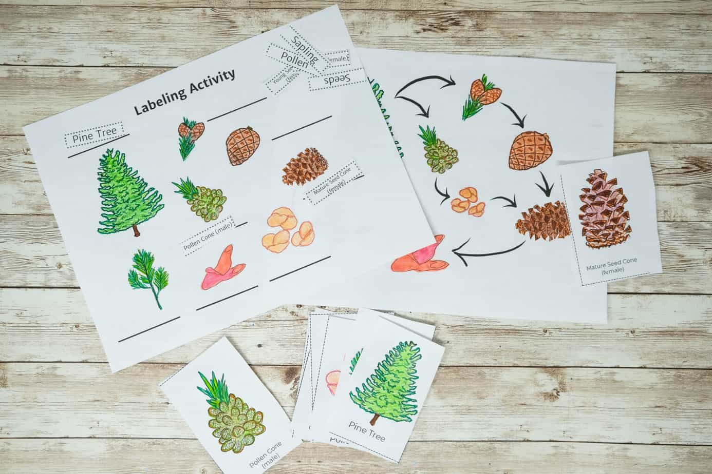 Fun + Educational Pinecone Unit Study for Kids! – The Crazy Outdoor Mama