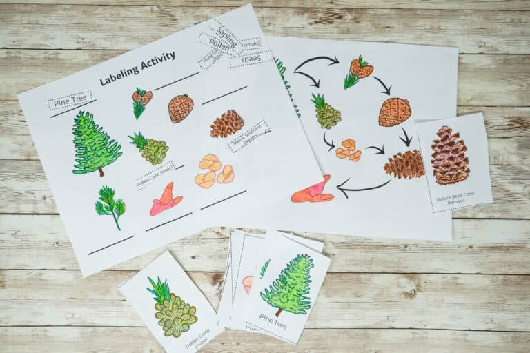 Fun + Educational Pinecone Unit Study for Kids! – The Crazy Outdoor Mama