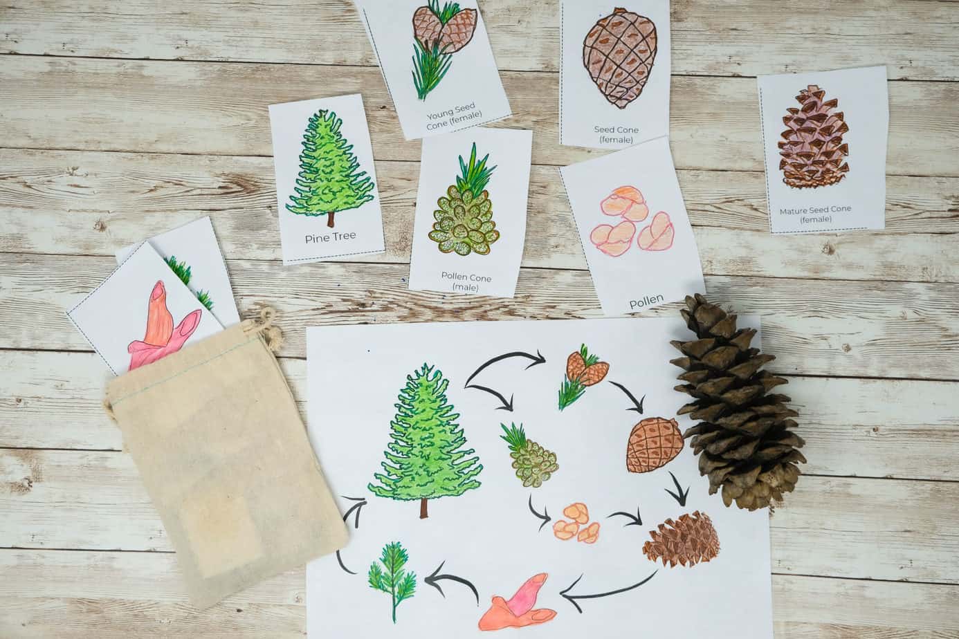 Fun + Educational Pinecone Unit Study for Kids! – The Crazy Outdoor Mama