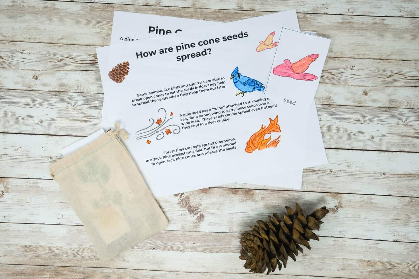 Fun + Educational Pinecone Unit Study for Kids! – The Crazy Outdoor Mama