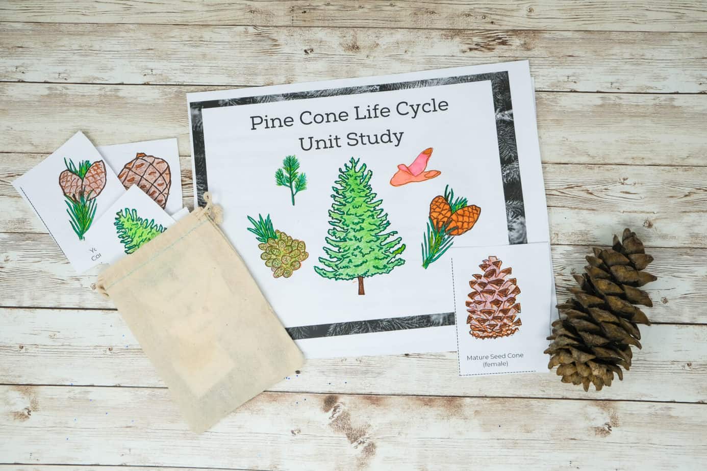 Fun + Educational Pinecone Unit Study for Kids! – The Crazy Outdoor Mama