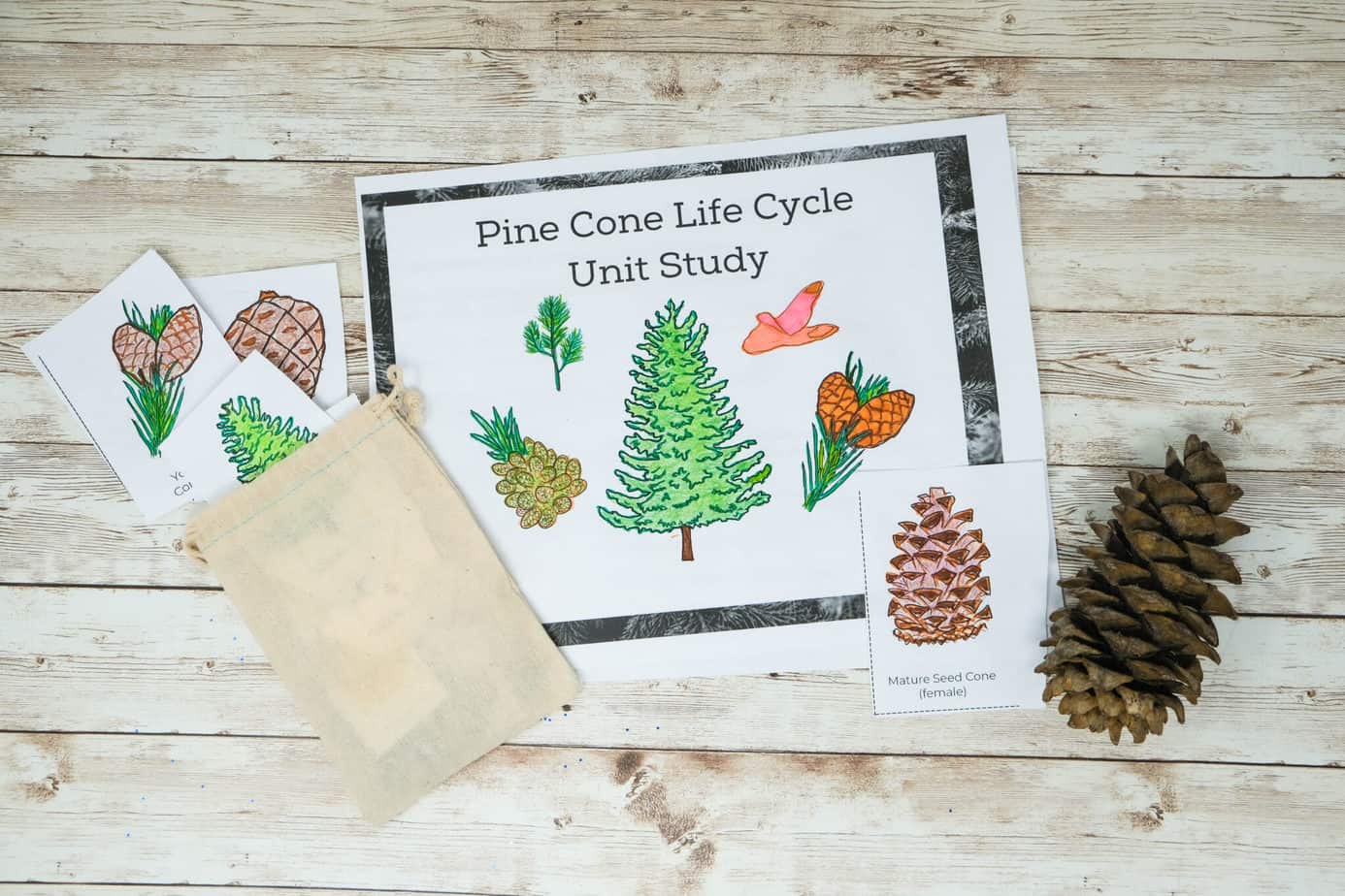 Fun + Educational Pinecone Unit Study for Kids! – The Crazy Outdoor Mama