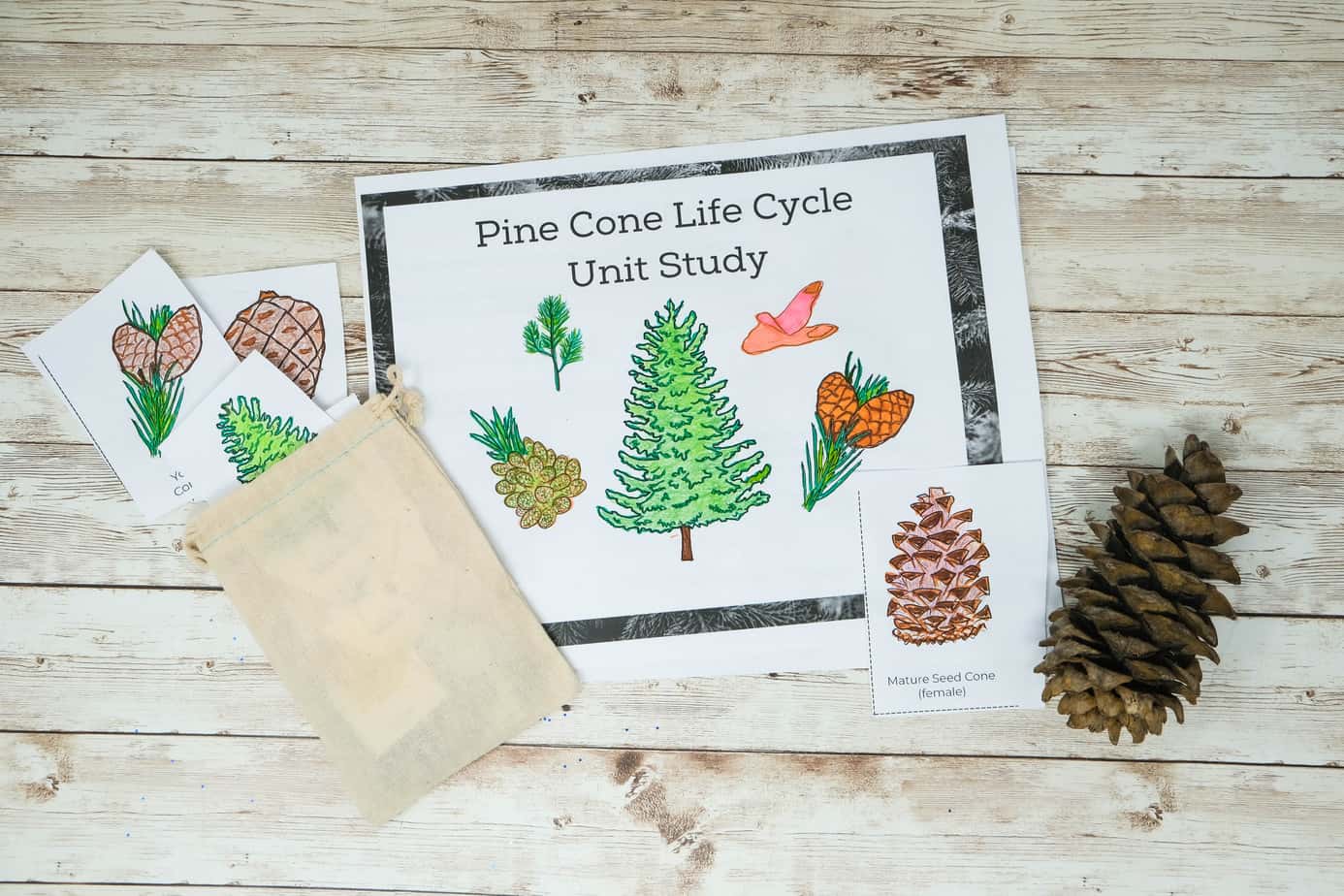 Fun + Educational Pinecone Unit Study for Kids! – The Crazy Outdoor Mama