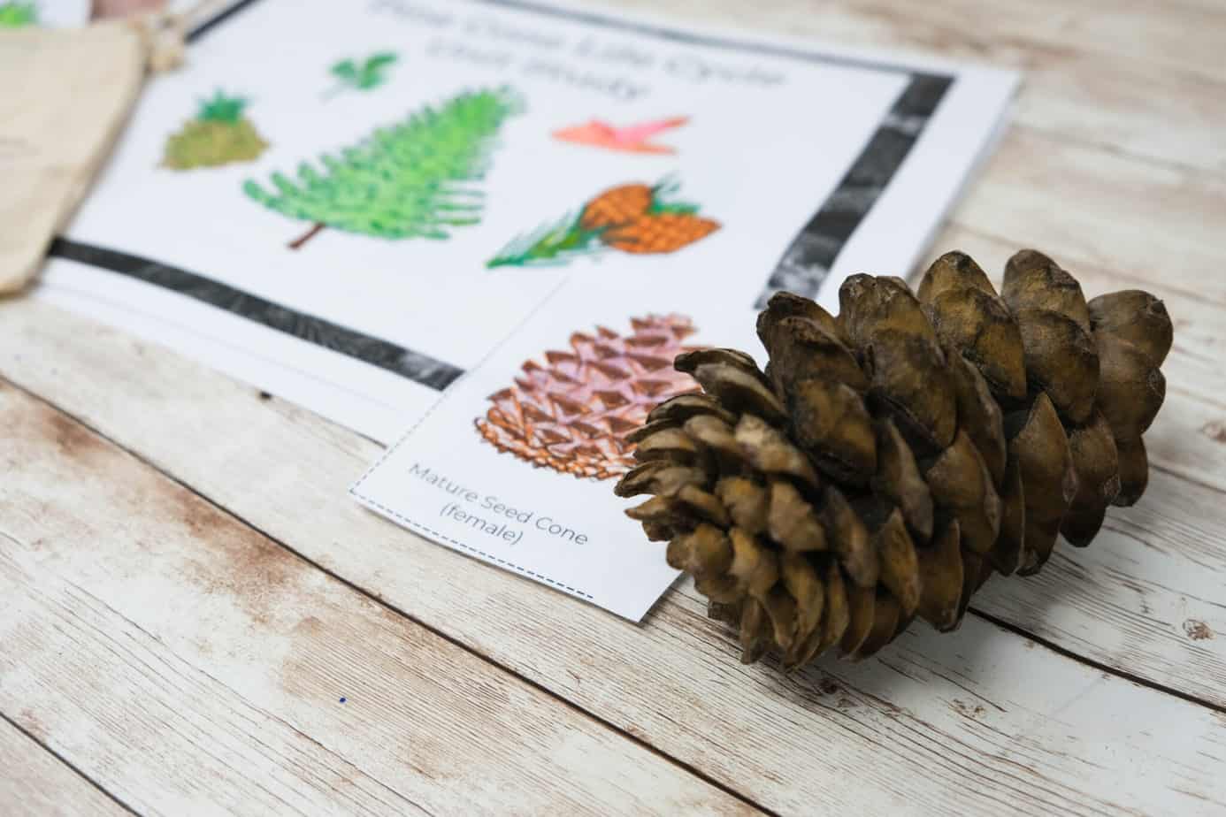 Fun + Educational Pinecone Unit Study for Kids! – The Crazy Outdoor Mama