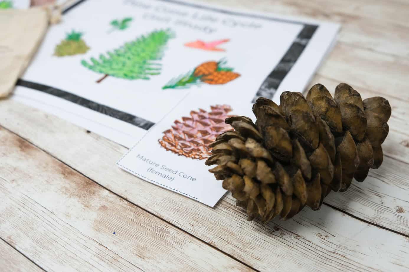 Fun + Educational Pinecone Unit Study for Kids! – The Crazy Outdoor Mama