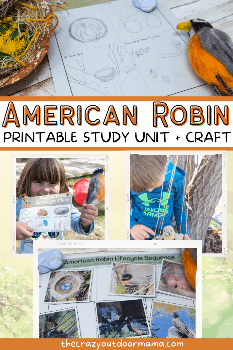 FUN + Cute American Robin Study Unit for Kids [PDF Life Cycle ...
