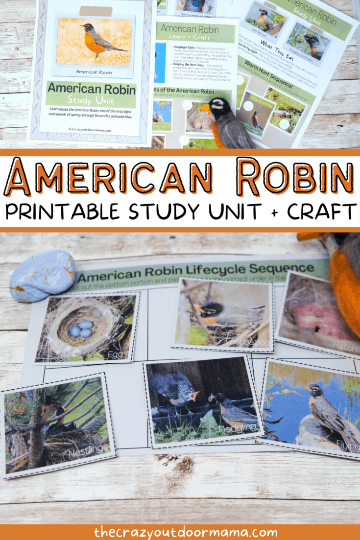 FUN + Cute American Robin Study Unit for Kids [PDF Life Cycle ...