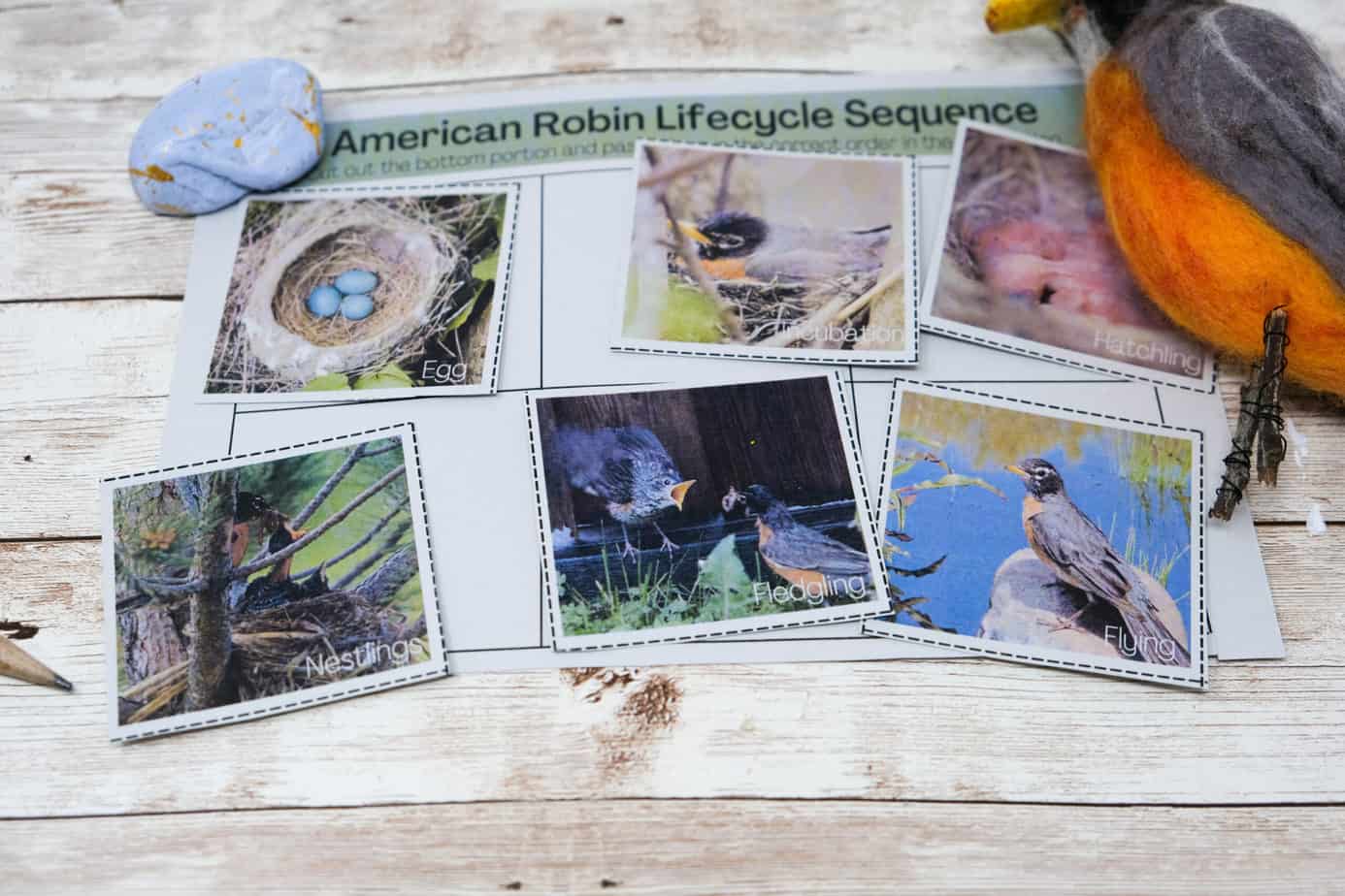 FUN + Cute American Robin Study Unit for Kids [PDF Life Cycle ...