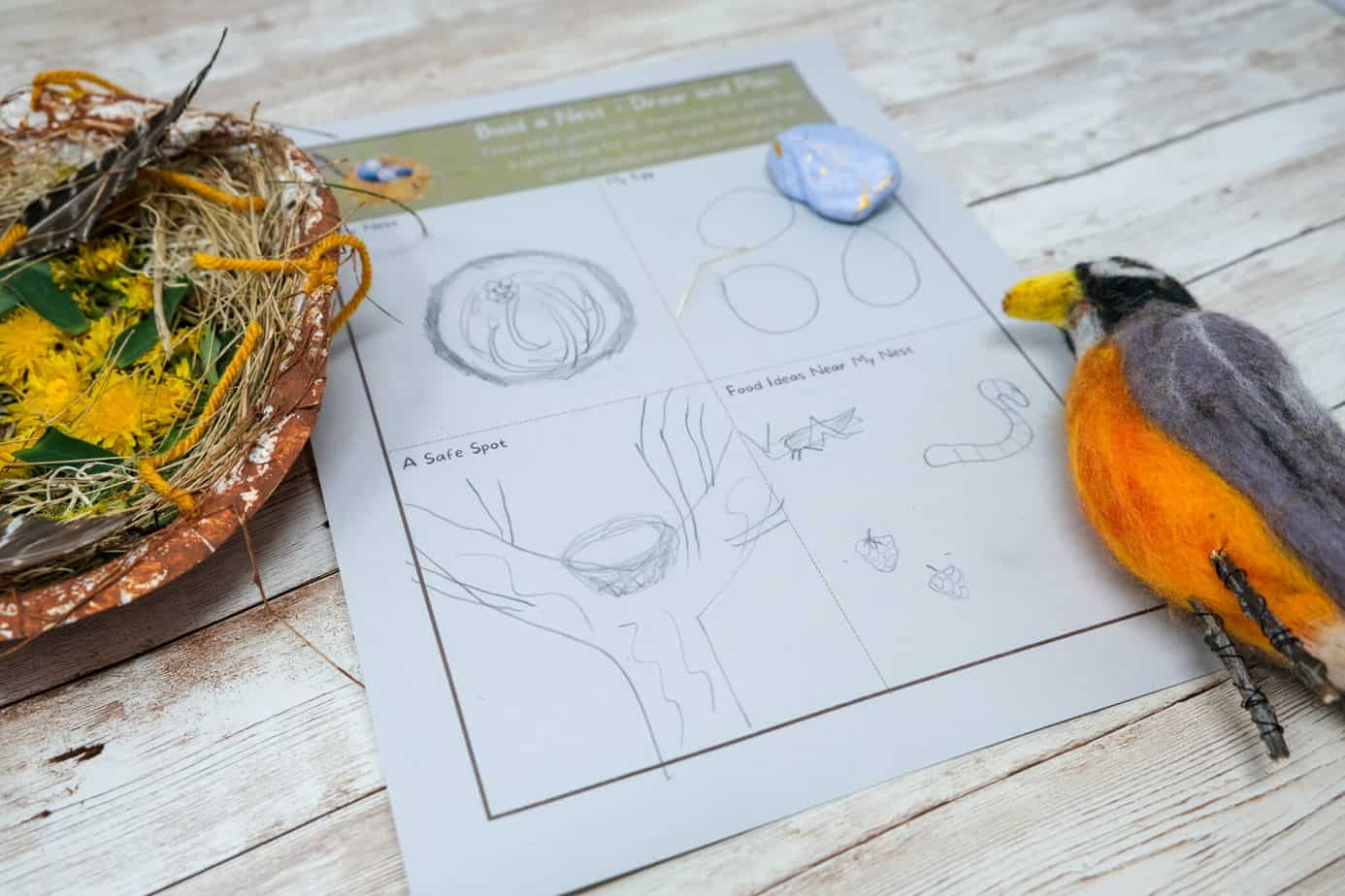 FUN + Cute American Robin Study Unit for Kids [PDF Life Cycle ...