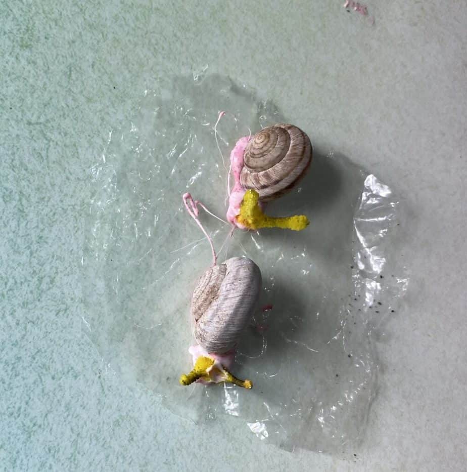 Cute Snail Shell Craft + Mountain Snail Study Unit for Kids! – The ...