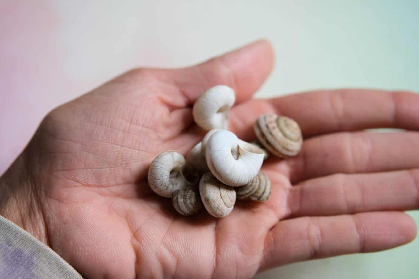 Cute Snail Shell Craft + Mountain Snail Study Unit for Kids! – The ...