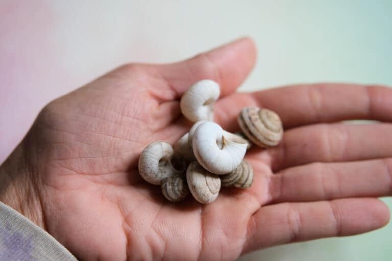 Cute Snail Shell Craft + Mountain Snail Study Unit for Kids! – The ...