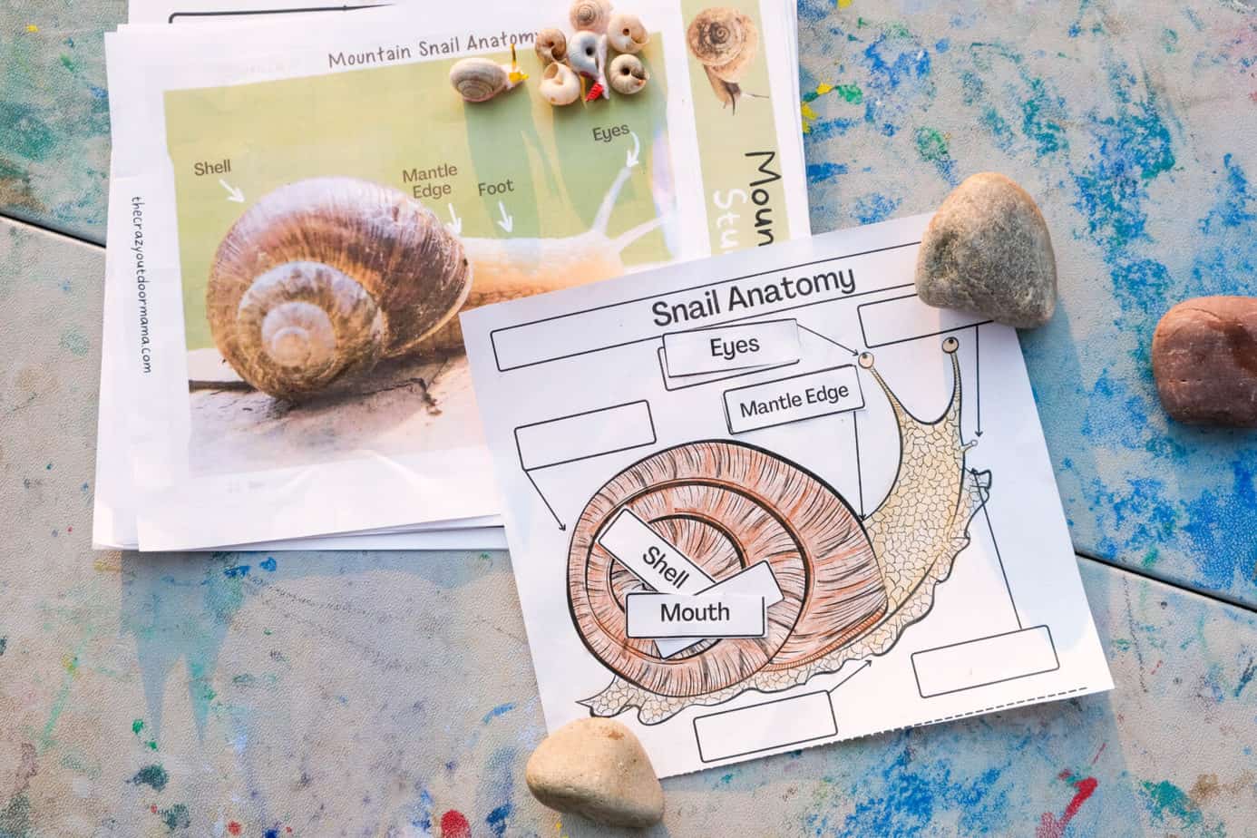 Cute Snail Shell Craft + Mountain Snail Study Unit for Kids! – The ...