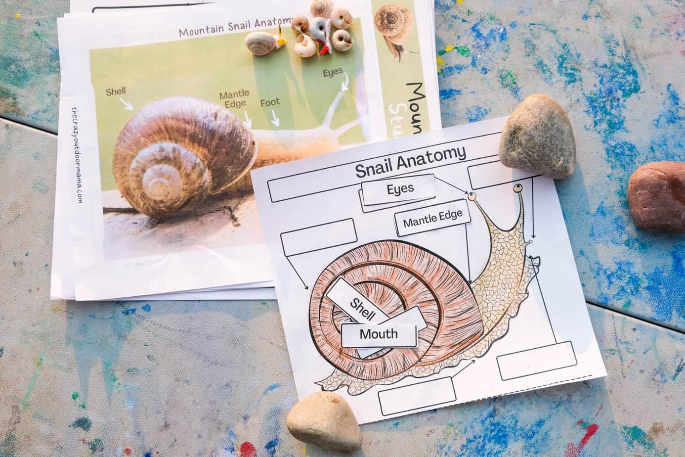 Cute Snail Shell Craft + Mountain Snail Study Unit for Kids! – The ...