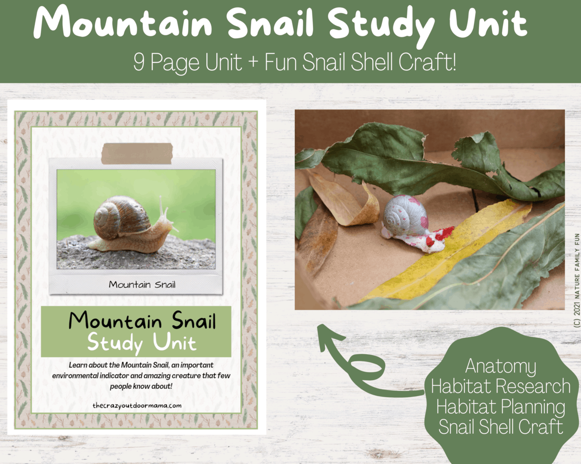 Cute Snail Shell Craft + Mountain Snail Study Unit for Kids! – The ...