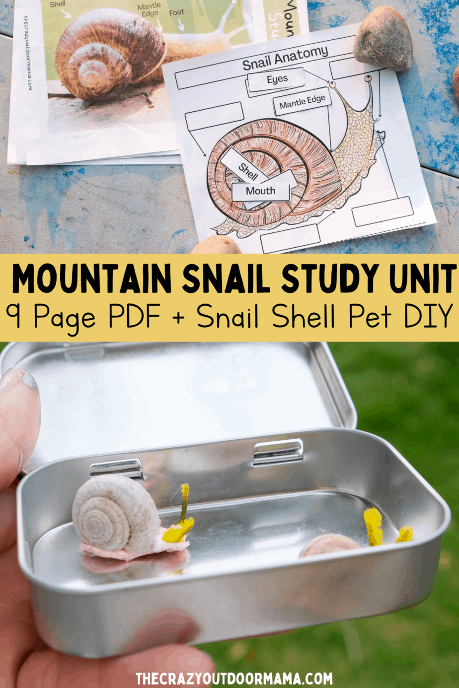 Cute Snail Shell Craft + Mountain Snail Study Unit for Kids! – The ...