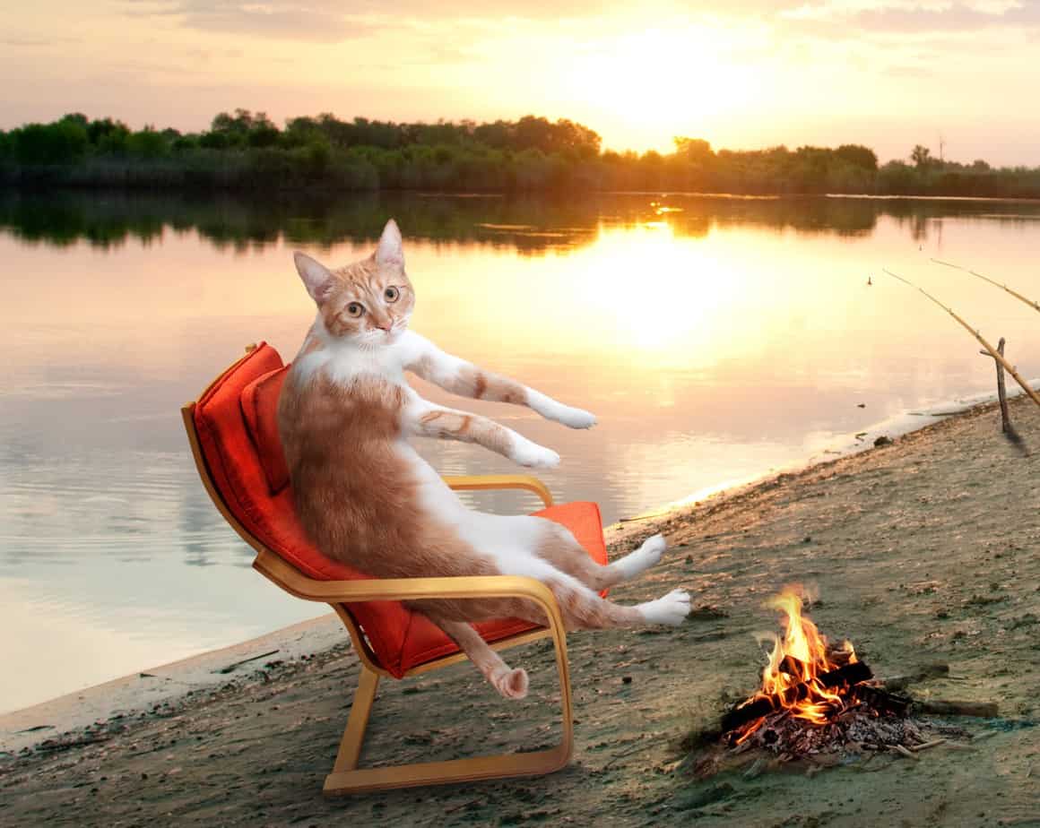 Camping With Cats 101 - Pictures + Tips for a PURRfect Camp Trip! – The ...