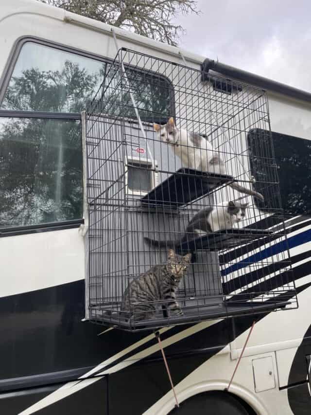 Camping With Cats 101 - Pictures + Tips for a PURRfect Camp Trip! – The ...