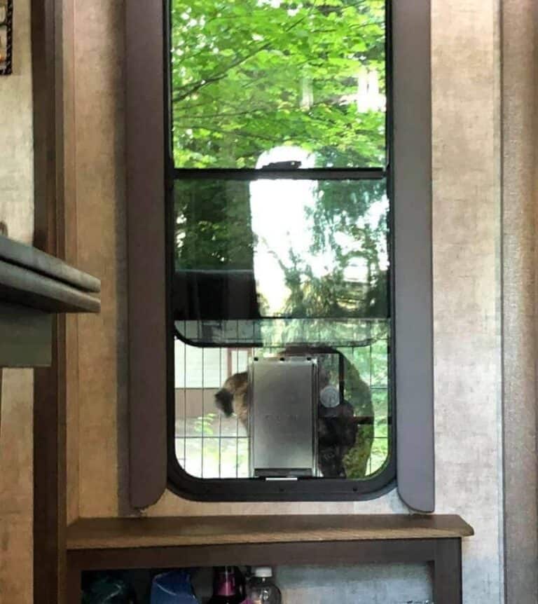 Camping With Cats 101 - Pictures + Tips for a PURRfect Camp Trip! – The ...