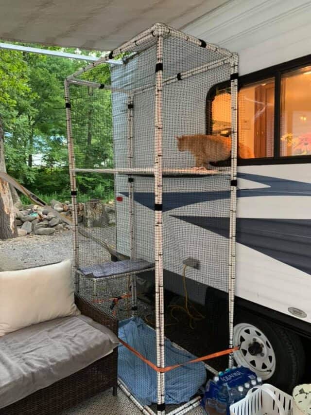 Camping With Cats 101 - Pictures + Tips for a PURRfect Camp Trip! – The ...