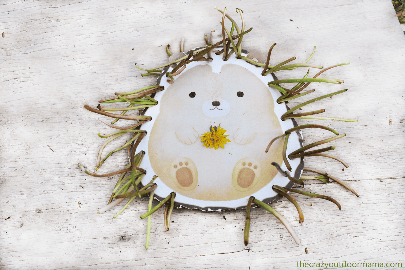 Adorable Dandelion Stems Hedgehog Craft for Kids – The Crazy Outdoor Mama