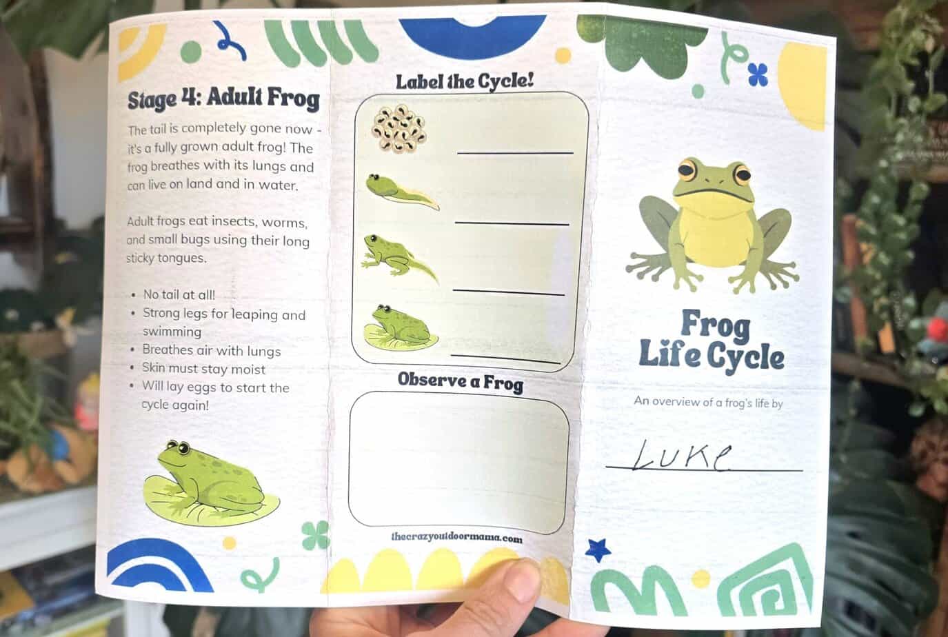 Frog Life Cycle for Kids (Free Printable Brochure) – The Crazy Outdoor Mama